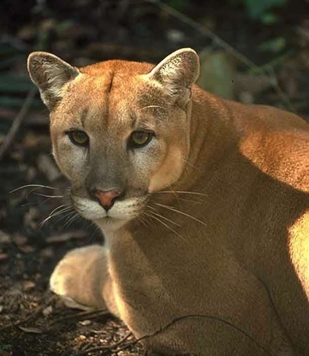 ‘ALWAYS A CHANCE’: Feds declare eastern cougar extinct in Pennsylvania ...